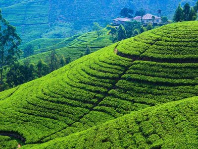 tea-estate-kandy-haya-lanka – Haya Lanka Tours