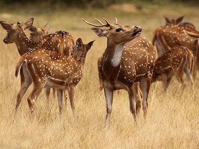 wilpaththu-forest-hayalanka-srilanka – Haya Lanka Tours